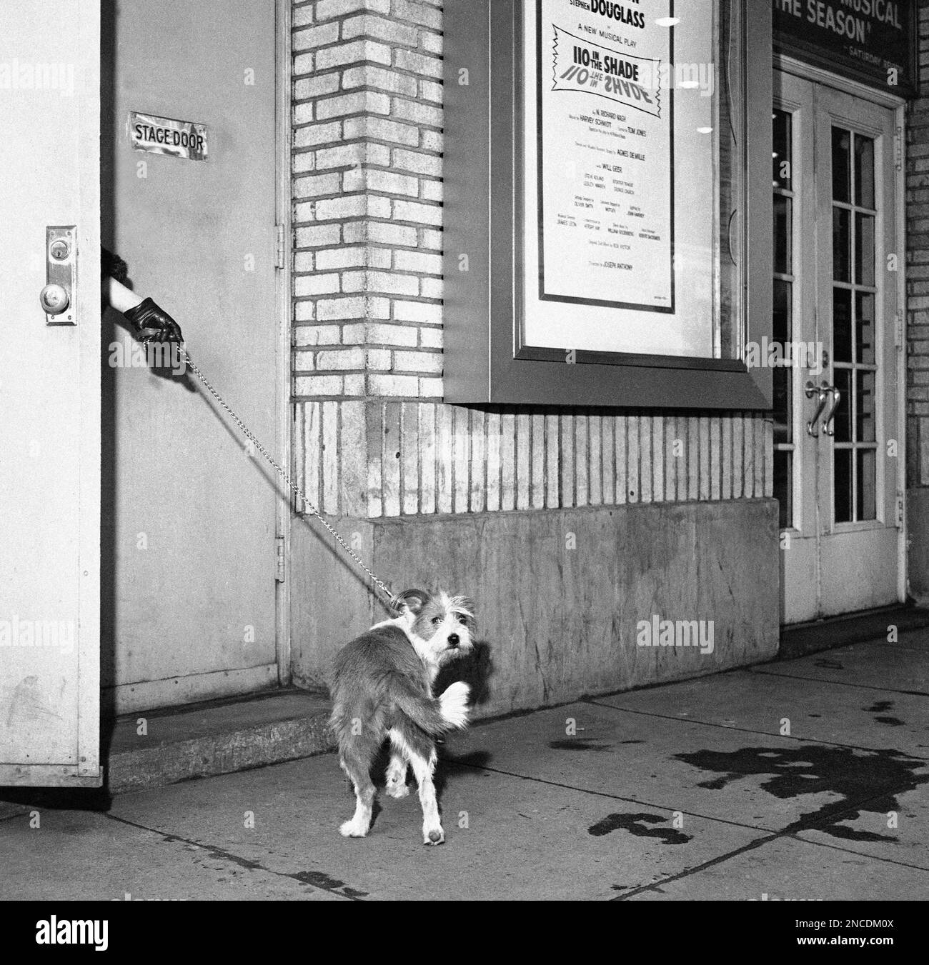 From orphanage to Broadway-that’s the shaggy dog story of a real-life ...