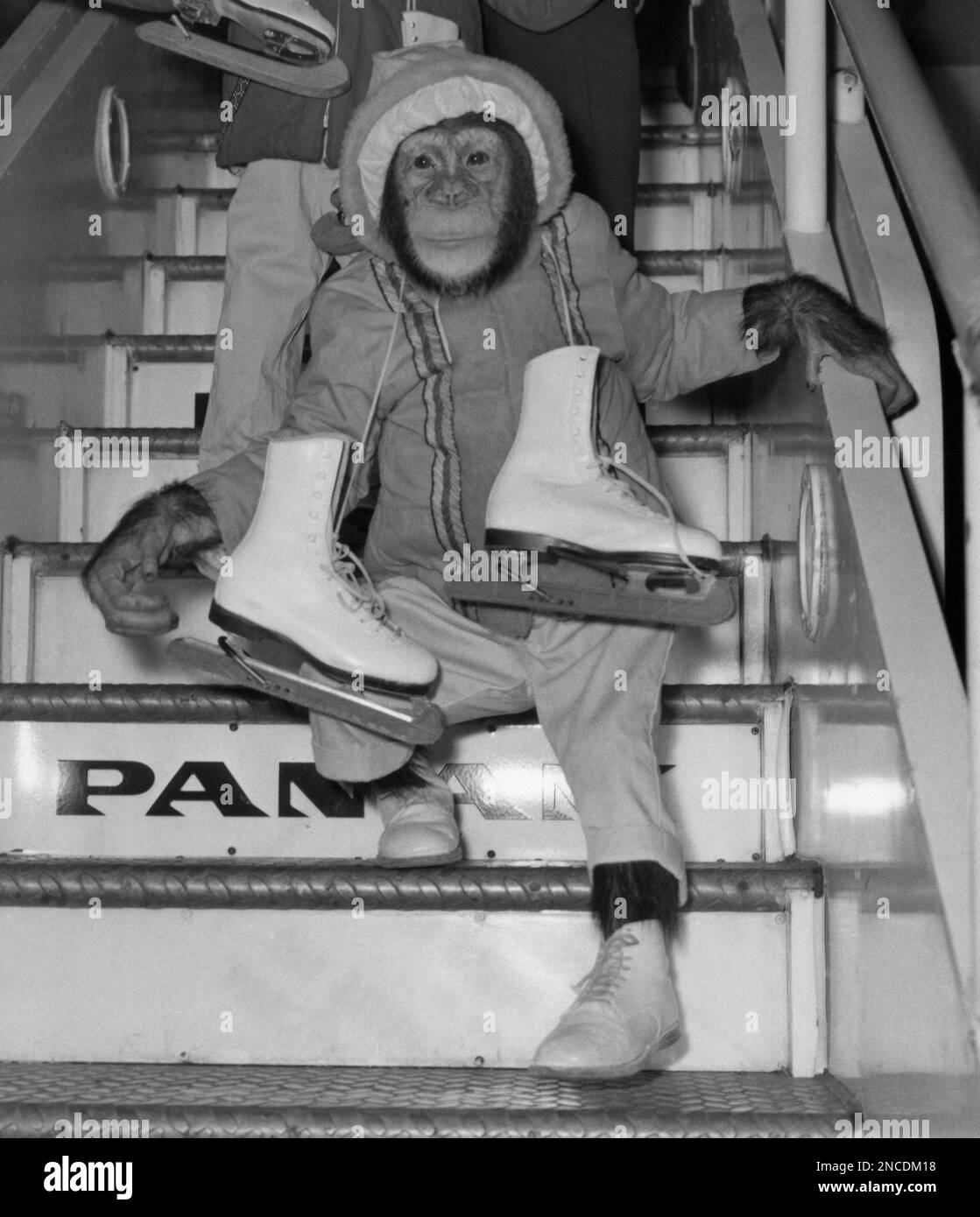 This chimpanzee, a member of a performing troupe known as the marquis ...