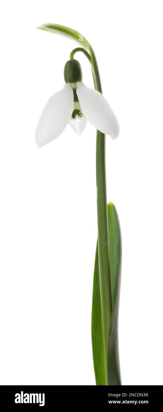 Beautiful isolated white snowdrop Cut Out Stock Images & Pictures - Alamy