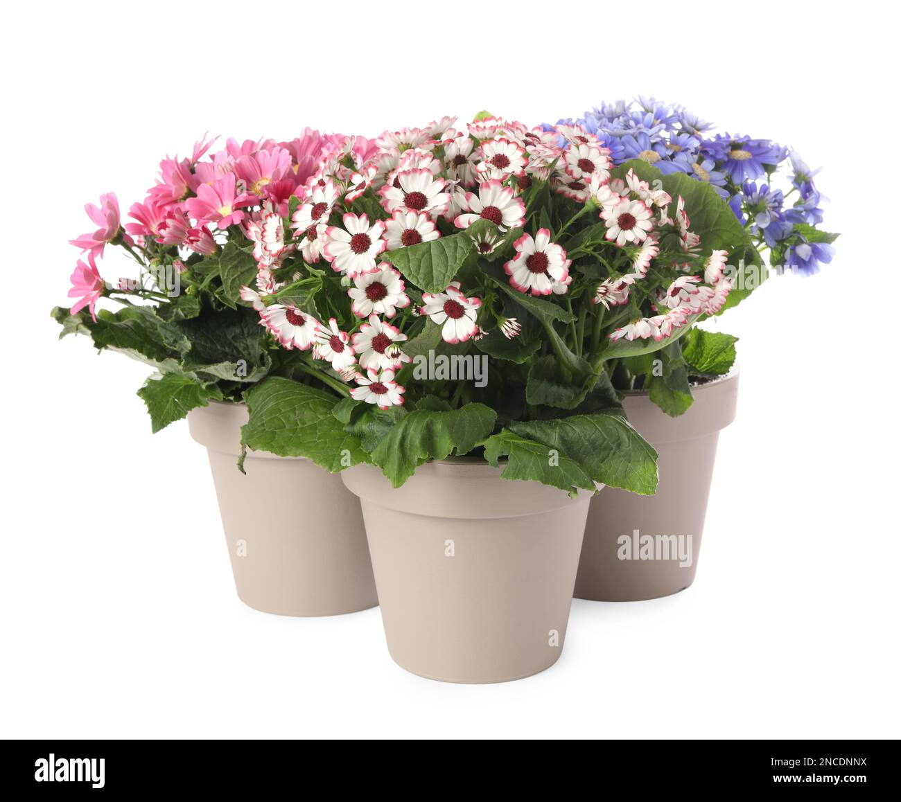 Different cineraria plants in flower pots on white background Stock ...