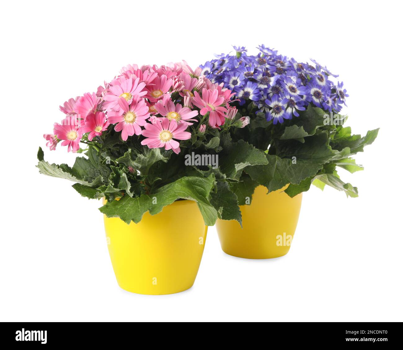 Different cineraria plants in flower pots on white background Stock ...