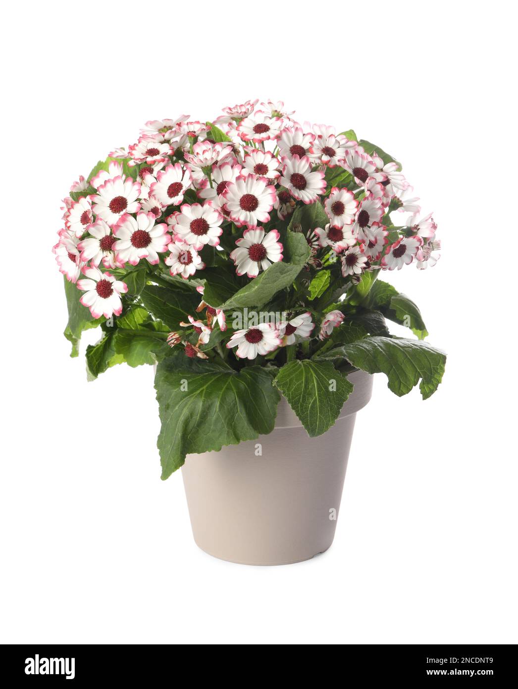 Cineraria pot hi-res stock photography and images - Alamy