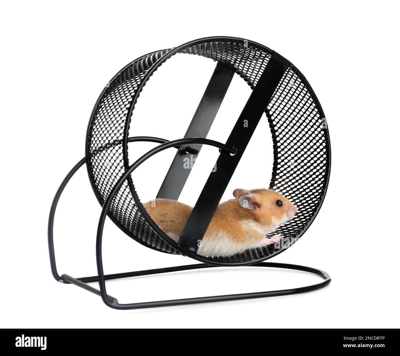 Cute little hamster in spinning wheel on white background Stock Photo ...
