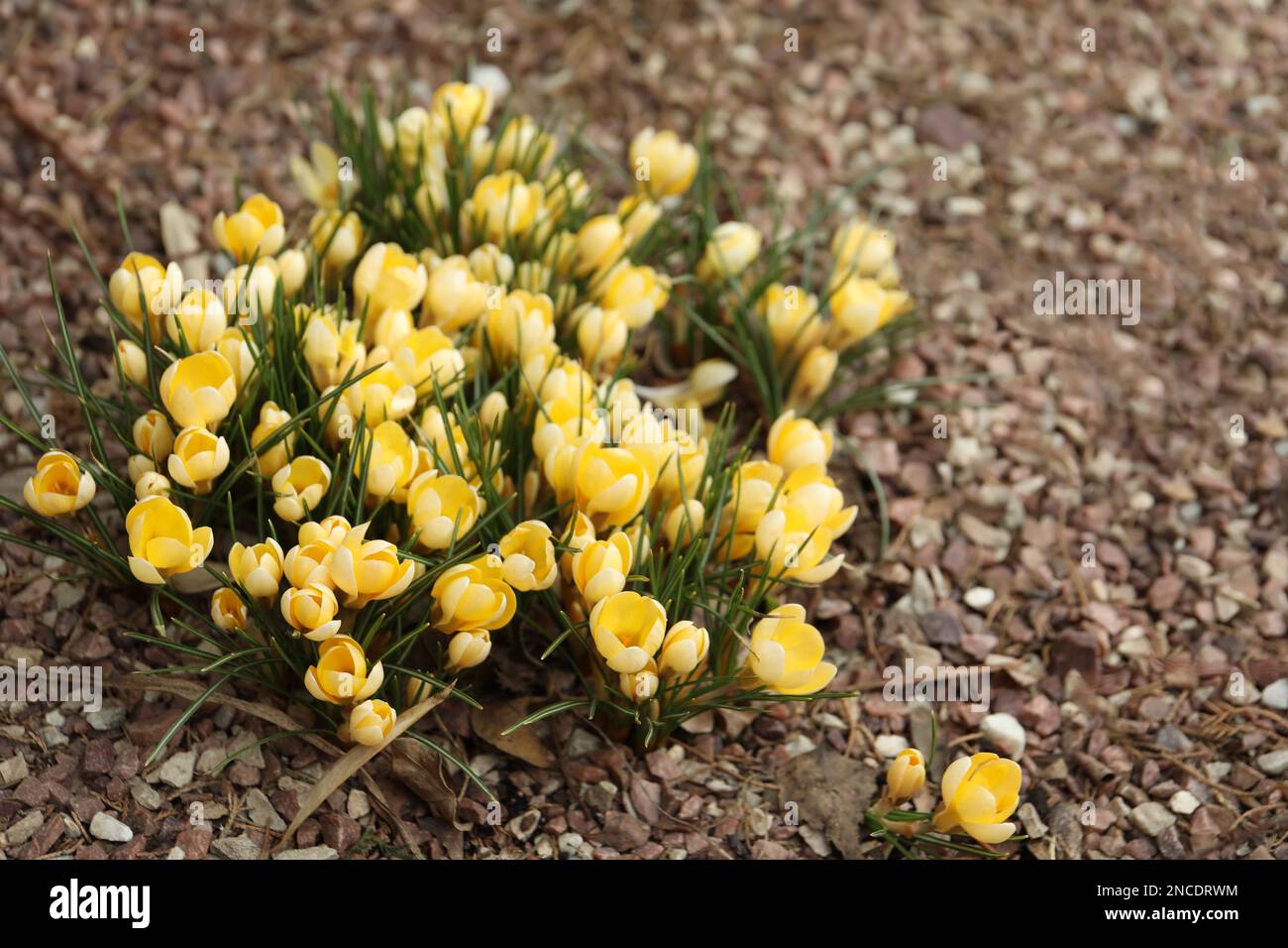 Beautiful yellow crocus flowers growing in garden Stock Photo - Alamy