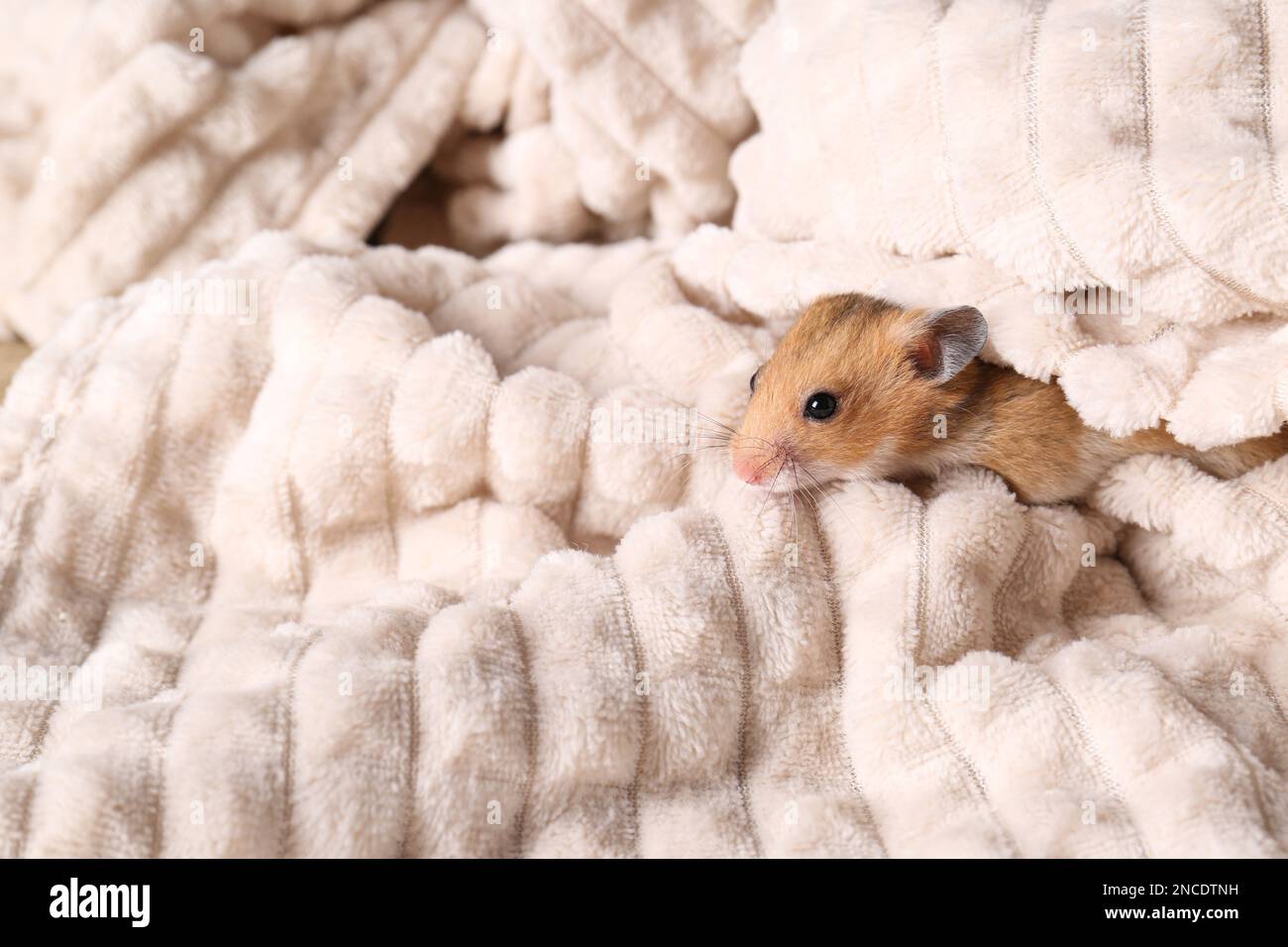 Cute little hamster on soft white plaid Stock Photo - Alamy