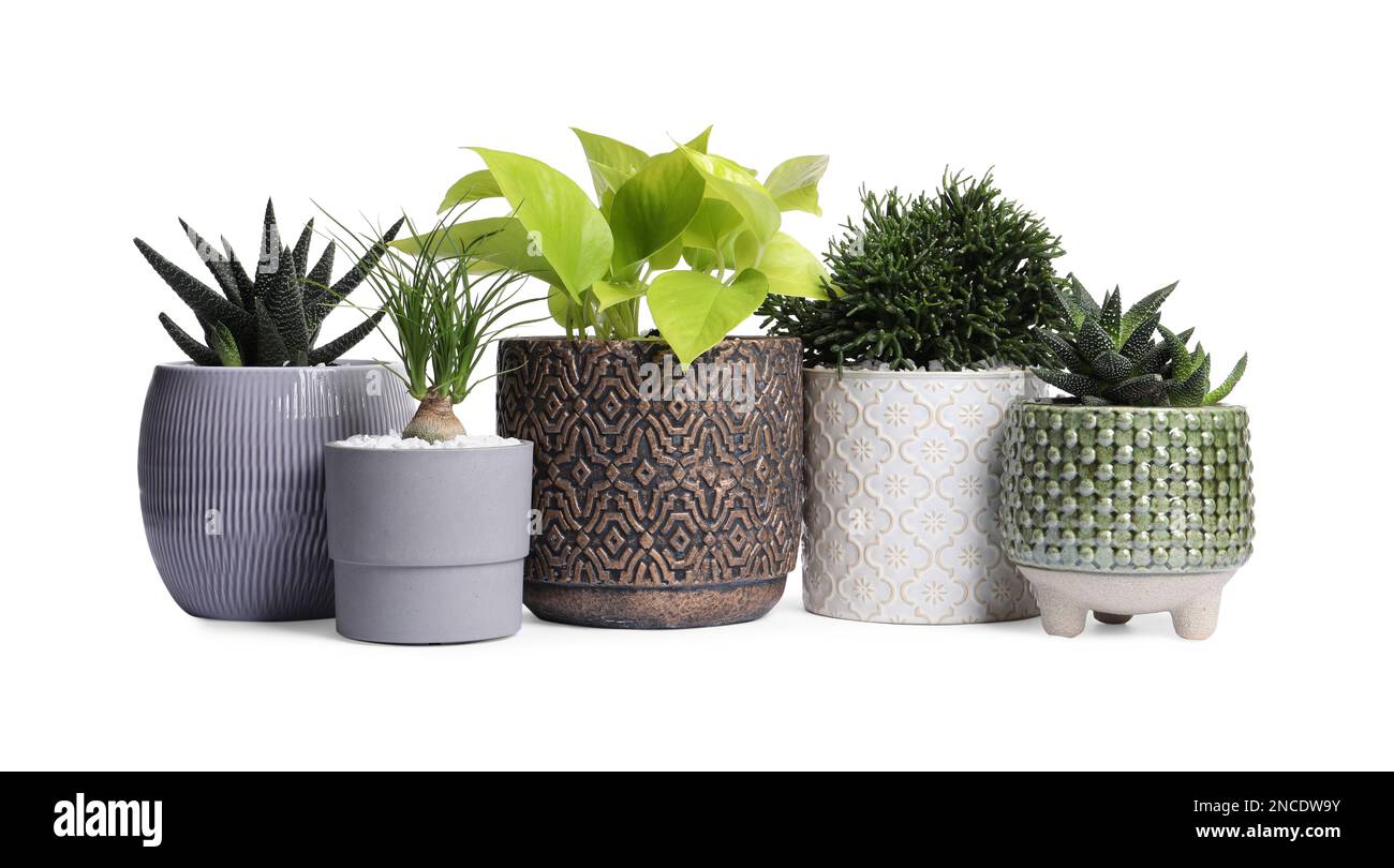 Many house plants in Cut Out Stock Images & Pictures - Alamy