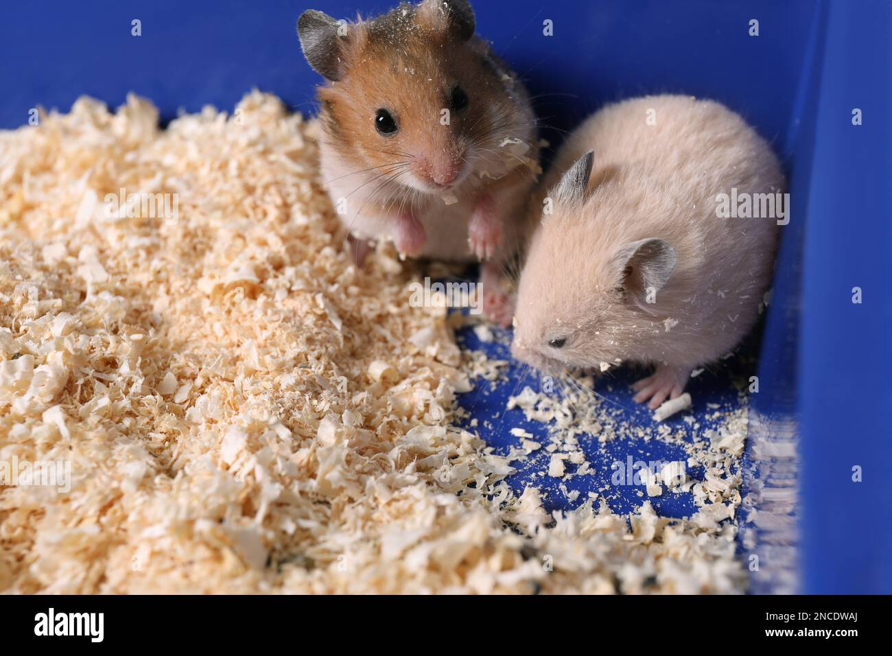 Hamsters playing hi-res stock photography and images - Alamy