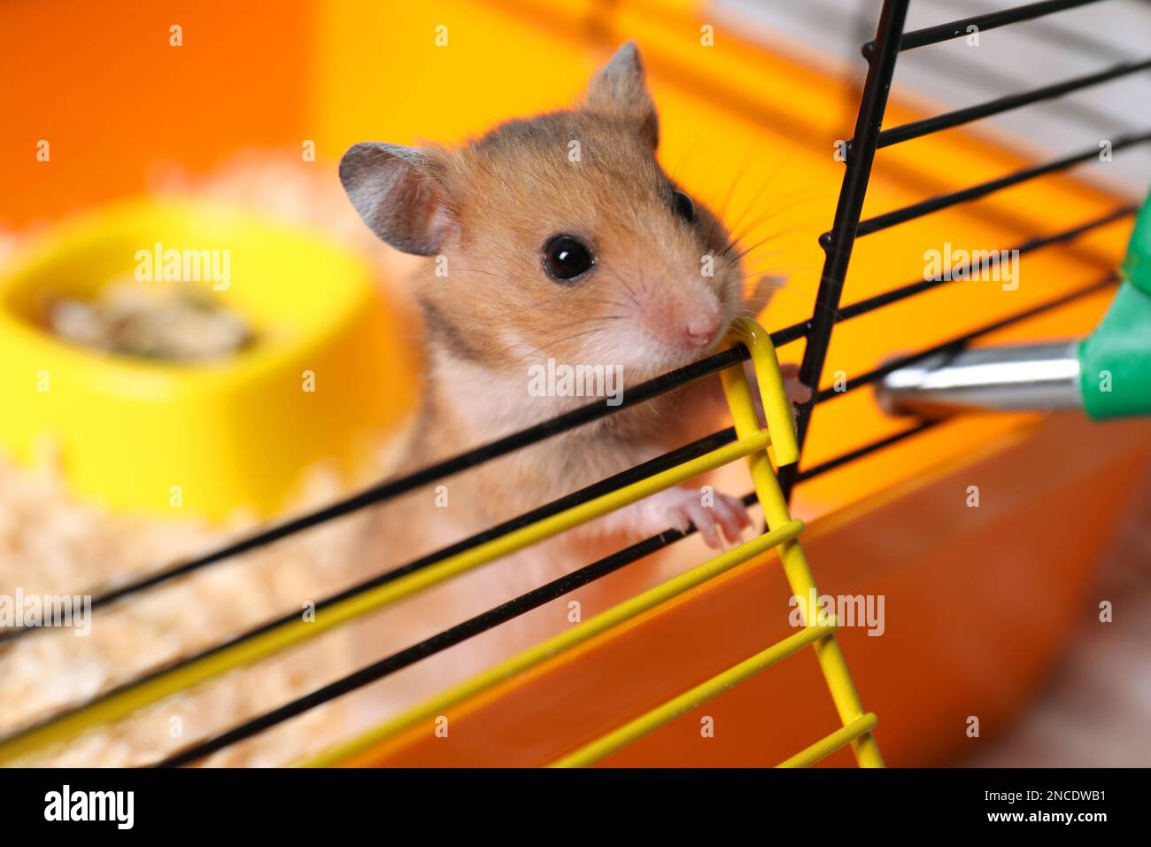 Cute little fluffy hamster looking out cage Stock Photo - Alamy