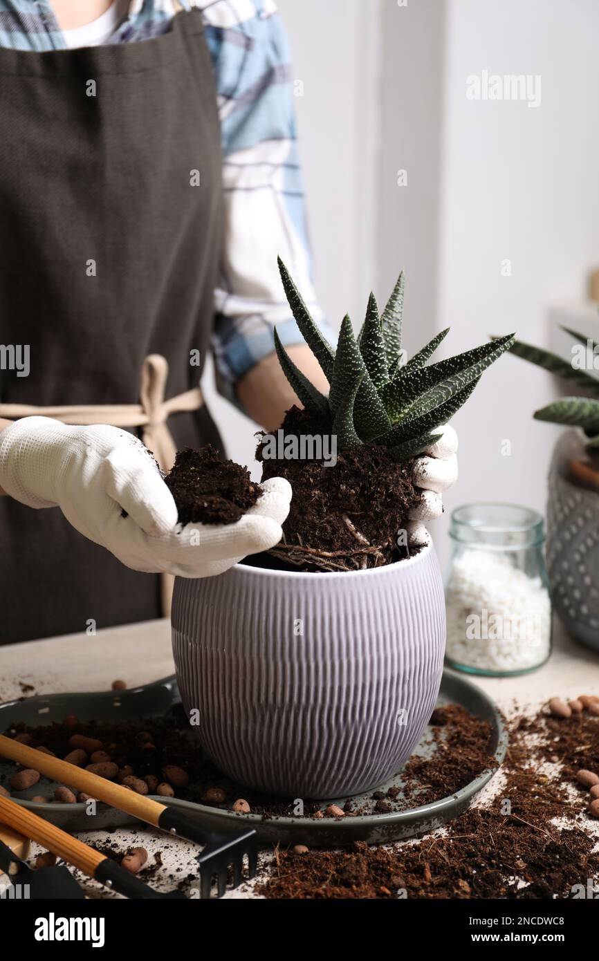 Woman transplanting Haworthia into pot at table indoors, closeup. House ...