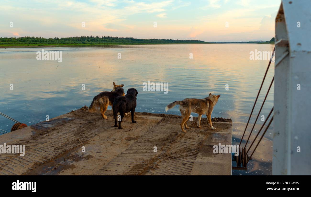 Three dogs walk along the edge of a ferry on a river at sunset in the ...