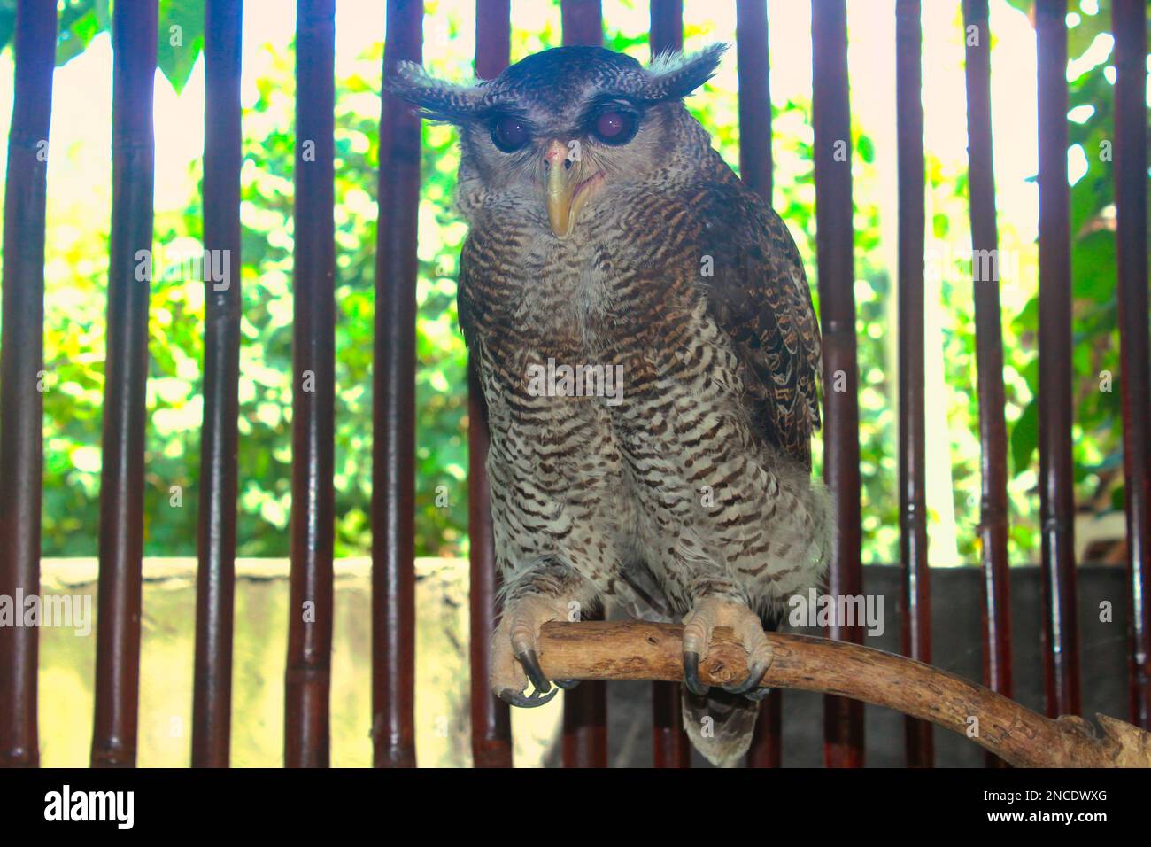 A Barred Eagle Owl in captivity in Bali, Indonesia Stock Photo - Alamy