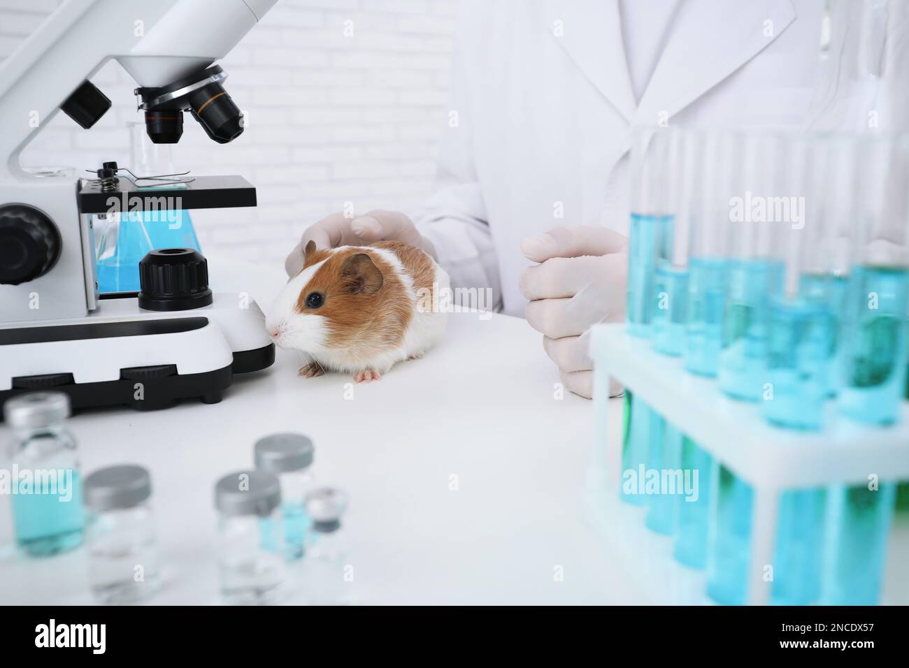 Scientist with guinea pig in chemical laboratory, closeup. Animal ...