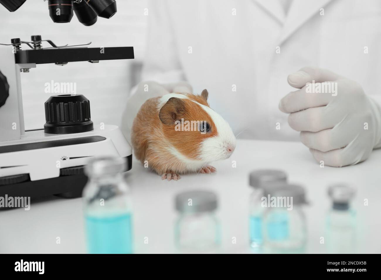 Scientist with guinea pig in chemical laboratory, closeup. Animal ...