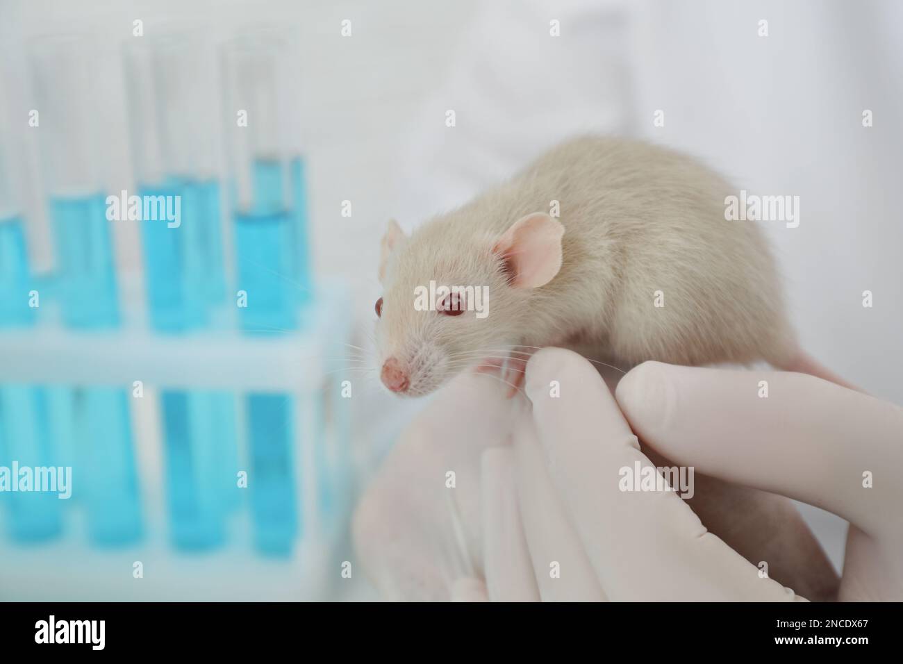 Male rat and test hi-res stock photography and images - Alamy