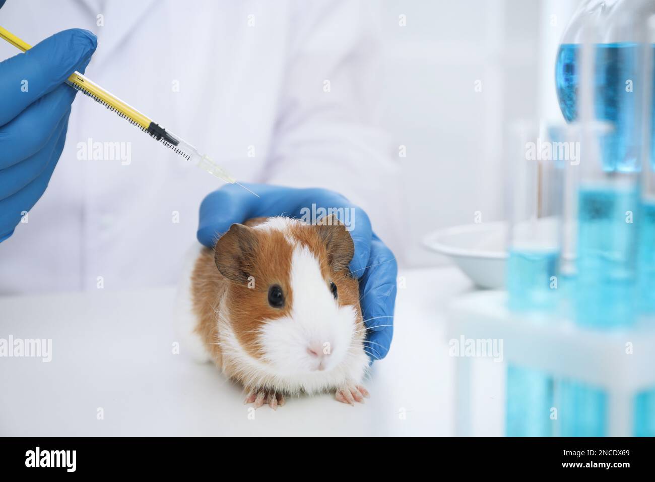 Scientist with syringe and guinea pig in chemical laboratory, closeup ...