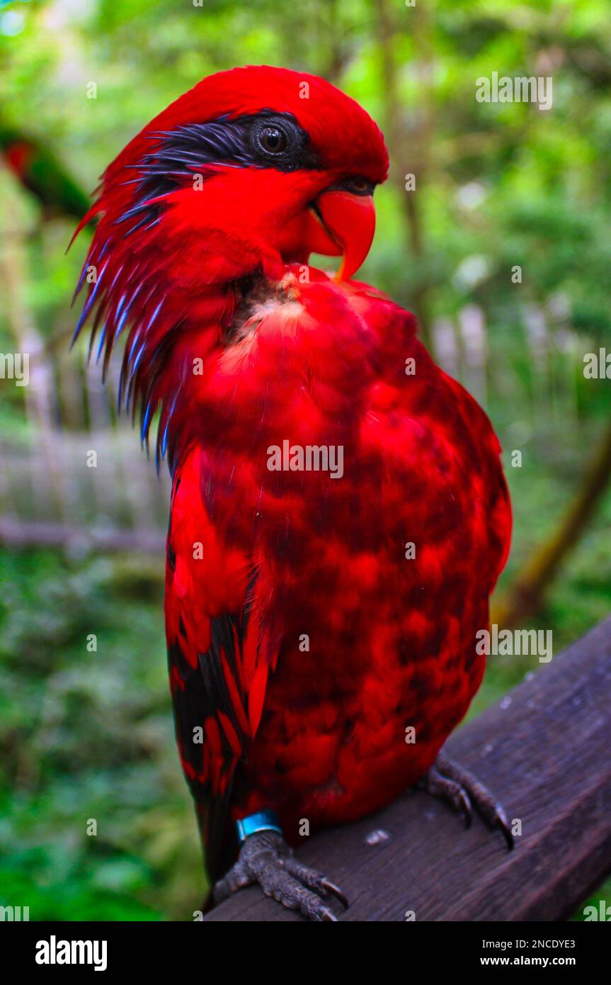 Black winged Lory or Black winged Red Lorikeet pictured in Jurong Bird ...