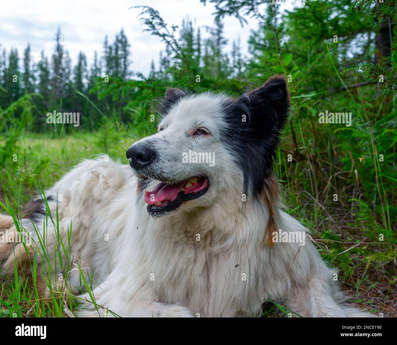 White dog Yakut Laika lies on the grass in the forest with his mouth ...