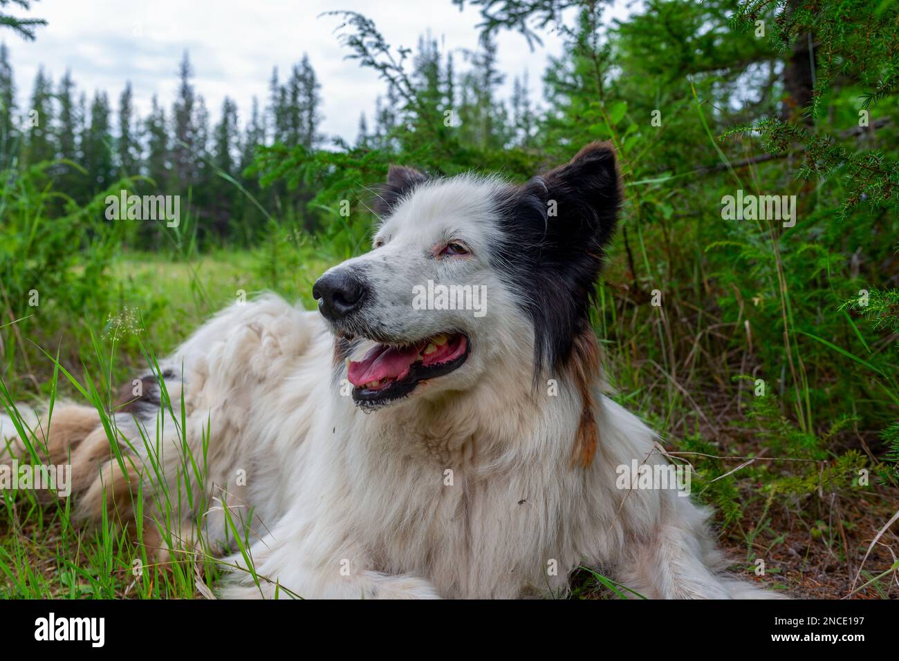 The white dog Yakut Laika lies on the green grass in the forest with ...