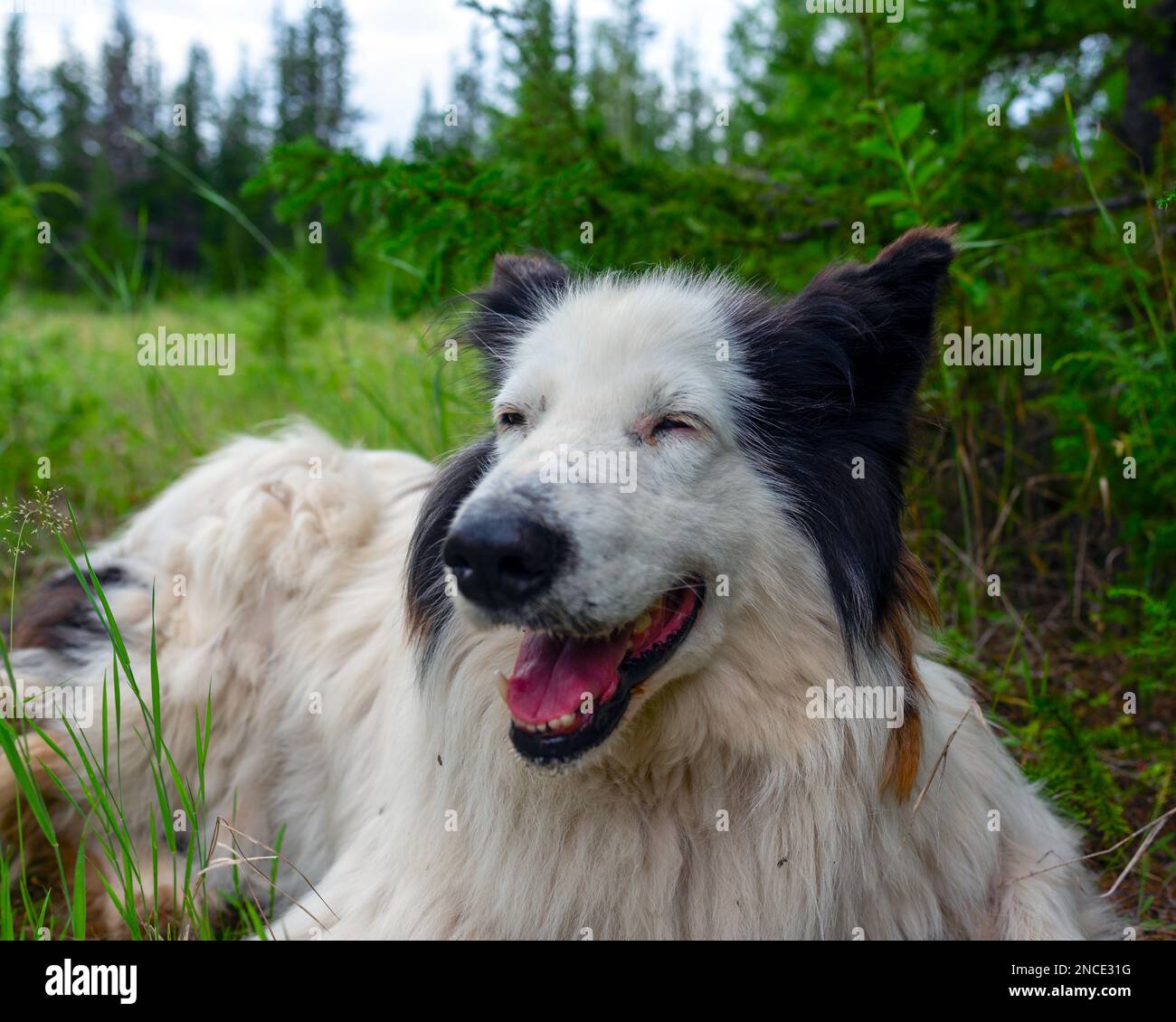 The white dog Laika lies on the green grass in the spruce forest with ...