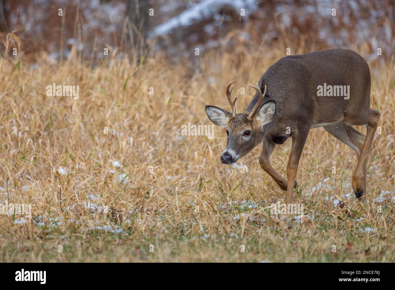 Young white-tailed buck during the rut in northern Wisconsin Stock ...
