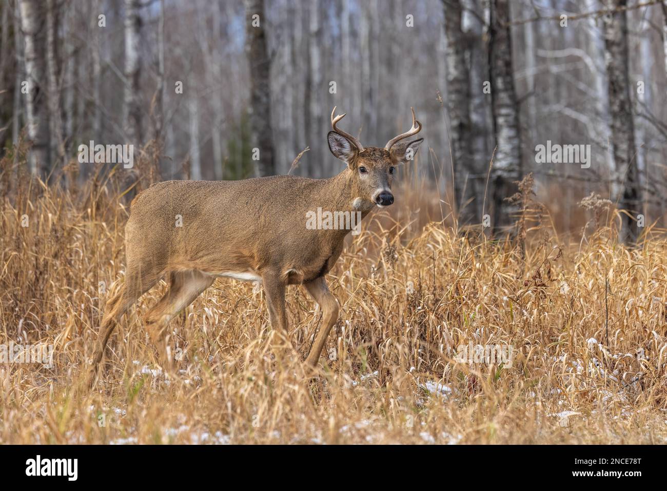 White-tailed buck during the rut in northern Wisconsin Stock Photo - Alamy