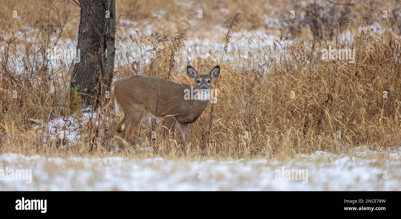 White-tailed buck fawn during the rut in northern Wisconsin Stock Photo ...