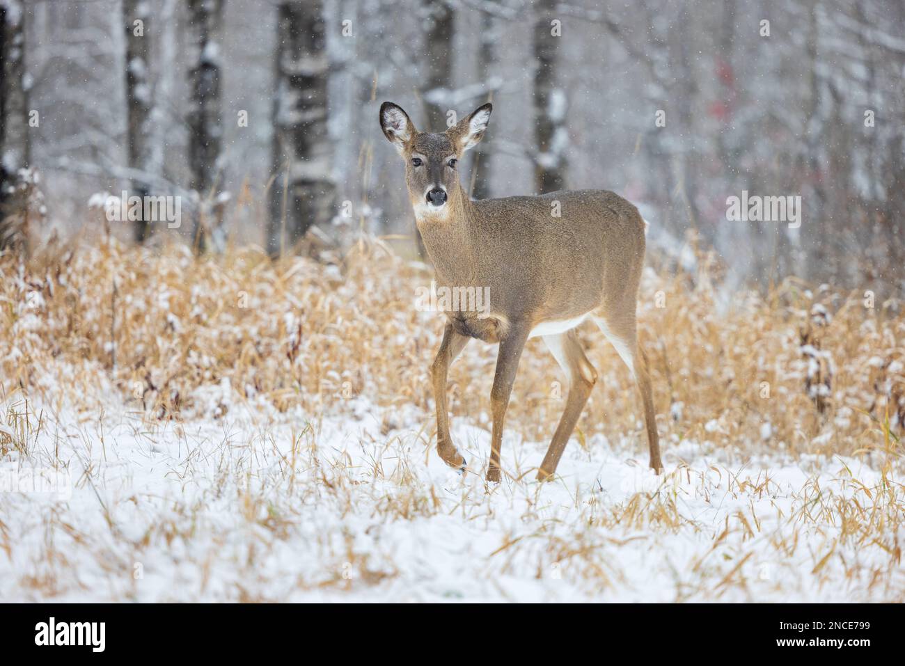 Falling snowing hi-res stock photography and images - Alamy