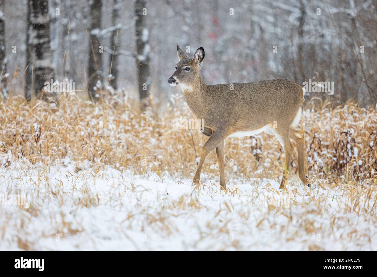 Snow falling on a white-tailed doe in northern Wisconsin Stock Photo ...