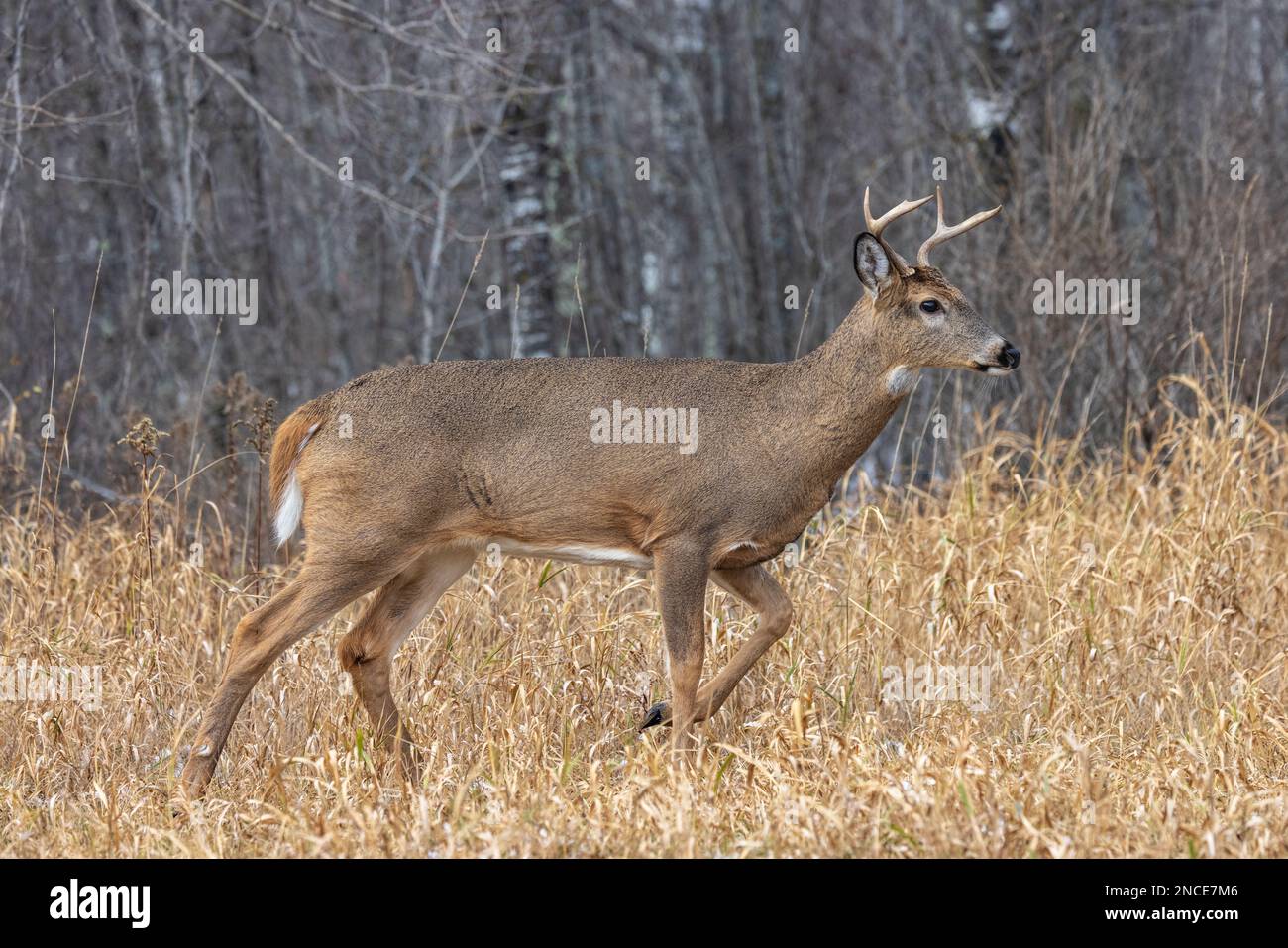 White-tailed buck during the rut in northern Wisconsin Stock Photo - Alamy