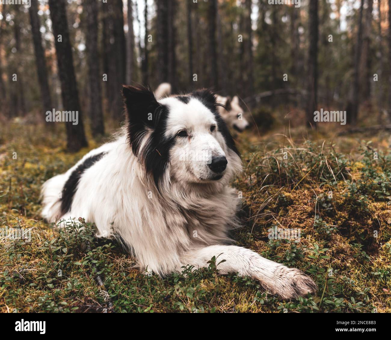 An old white dog of the Yakut Laika breed lies in the spruce forest of ...