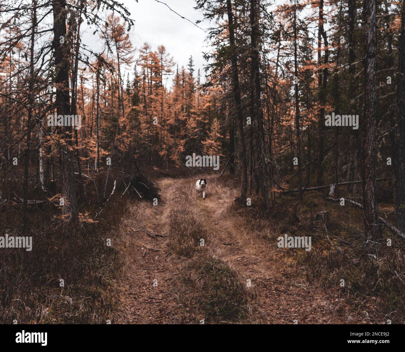 An old white dog of the Yakut Laika breed runs along the road in the ...