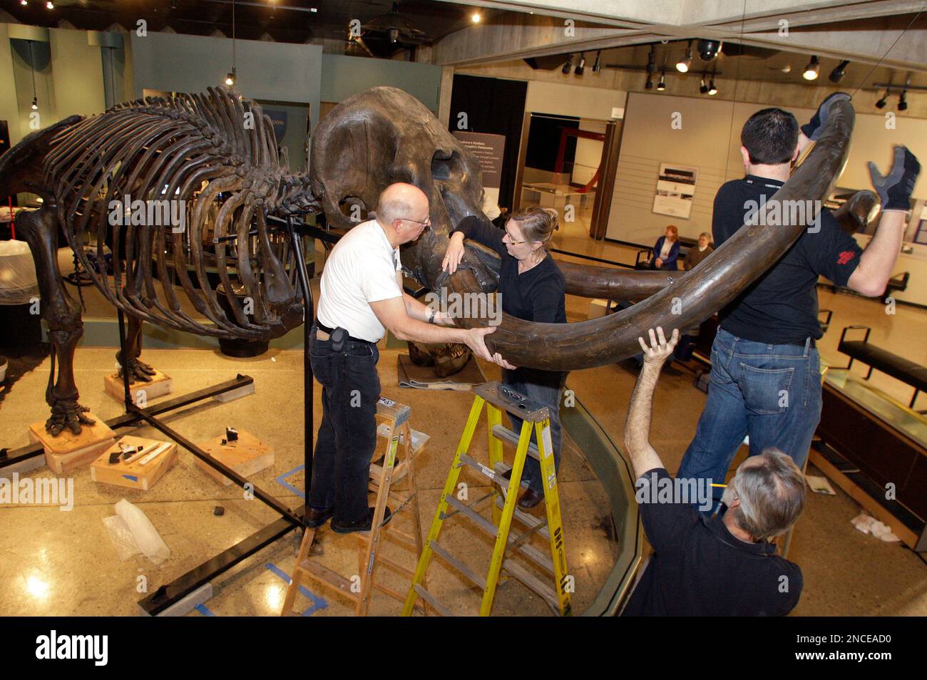 Bob Glotzhober, left, curator of natural history at the Ohio Historical ...