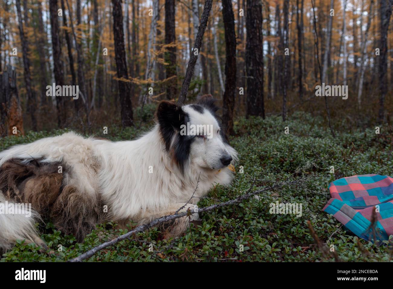 An old white dog of the Yakut Laika breed lies on the grass near a ...