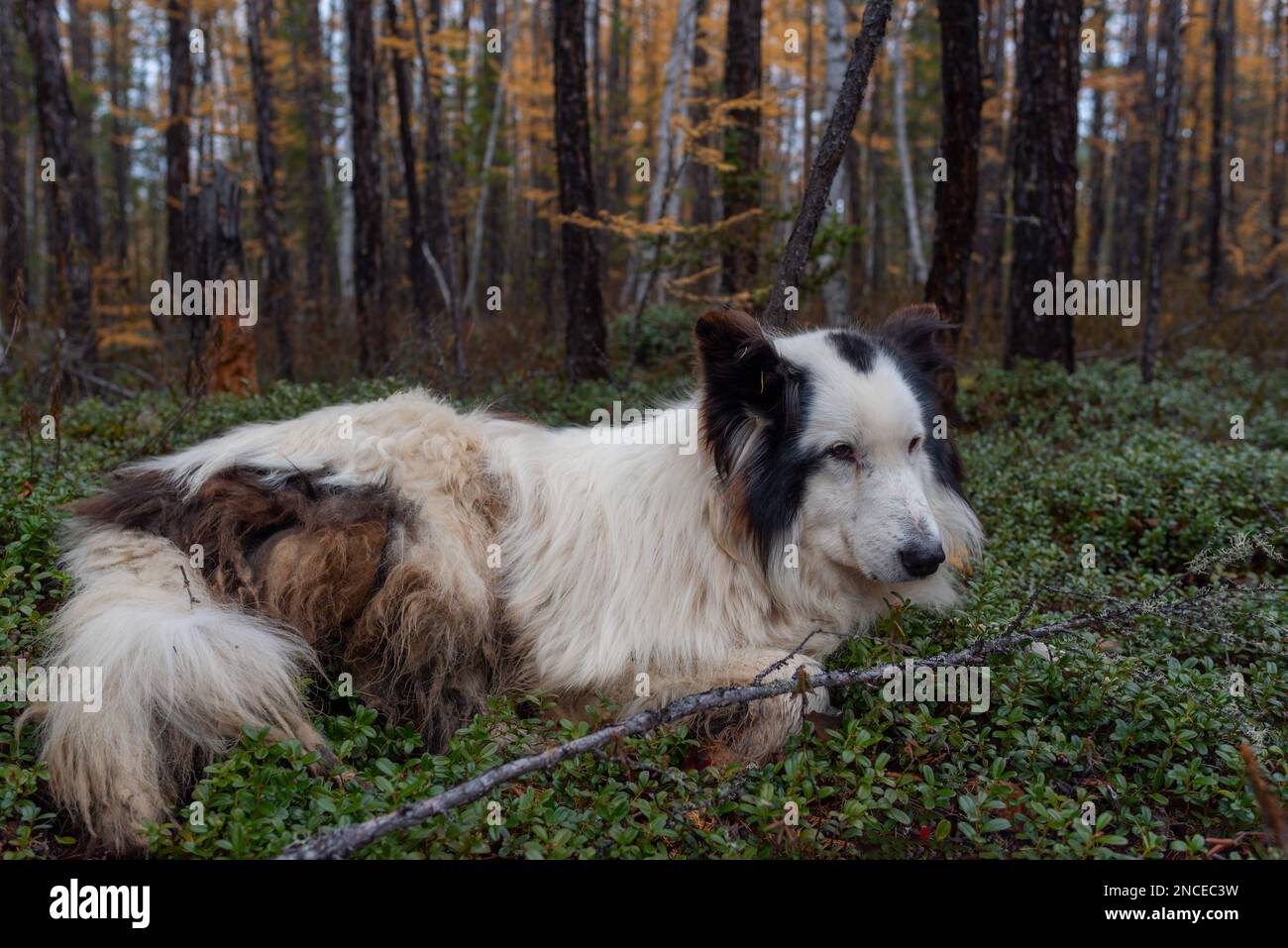 An old white dog of the Yakut Laika breed lies on the grass in the ...