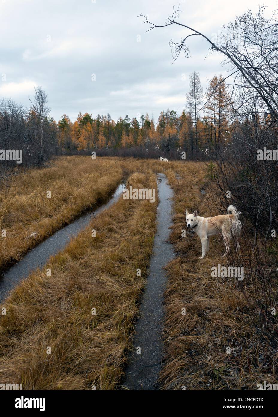 Two white dogs walk along the road with the water of Yakutia in autumn ...