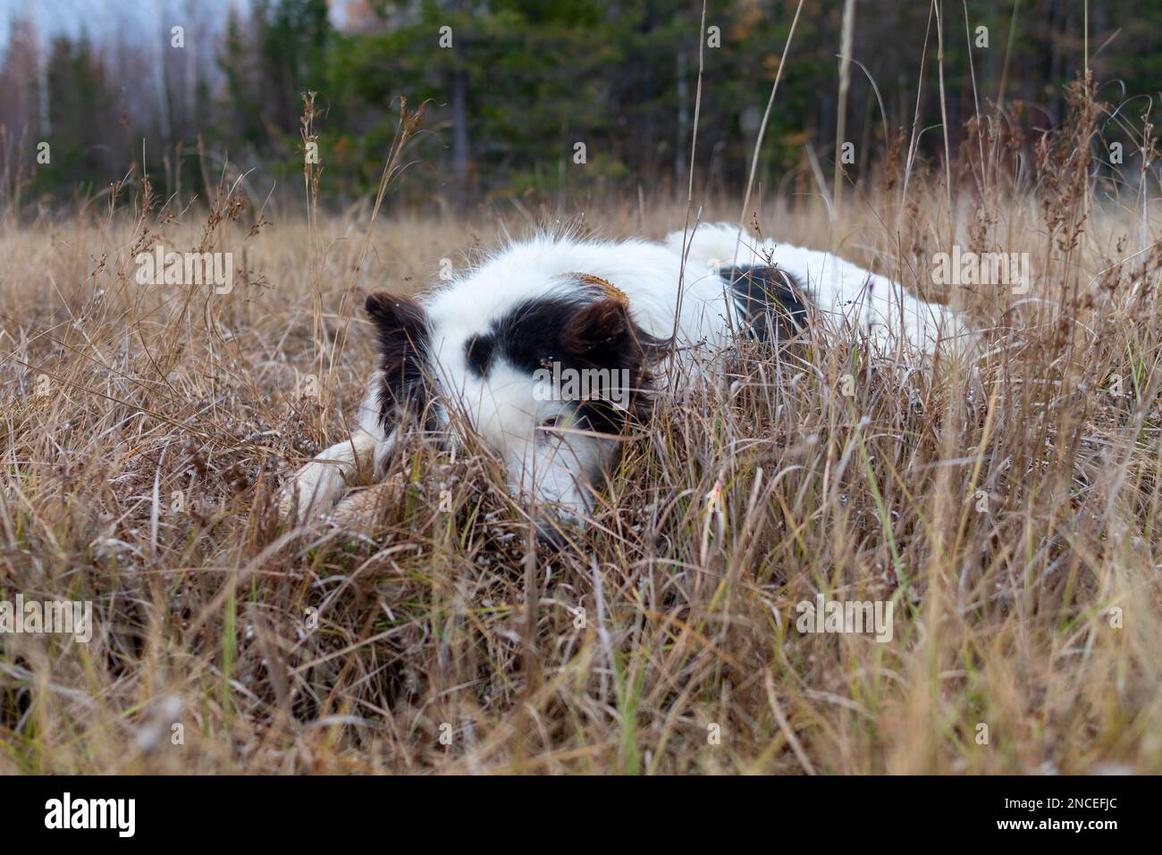 An old white dog of the Yakut Laika breed lies in dry grass in the ...