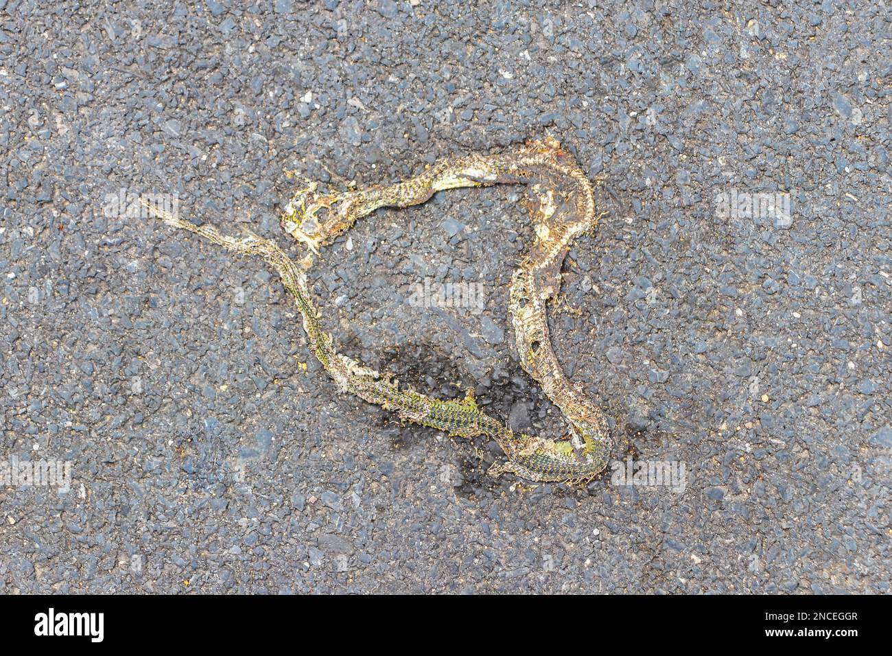 Dead flattened snake grass snake with guts on the road in Sakhu Thalang ...