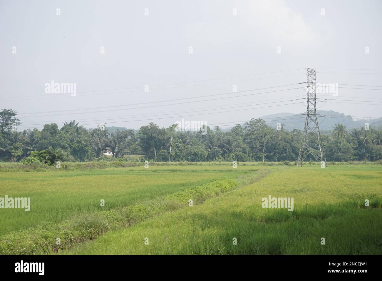 paddy field, Kuala Pilah, Malaysia Stock Photo - Alamy
