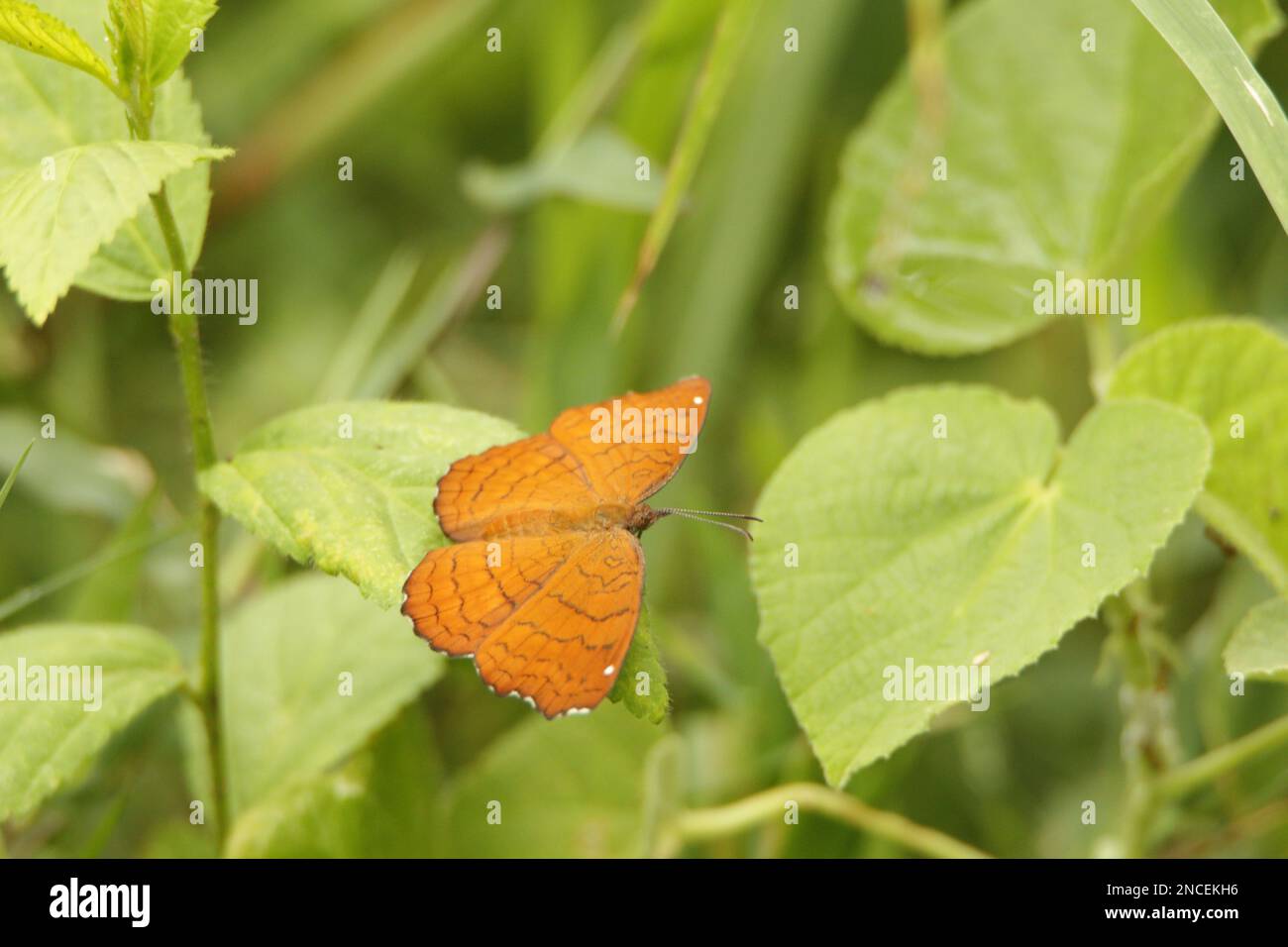 Butterflies and Dragonflies in the Wild, Sri Lanka Stock Photo - Alamy