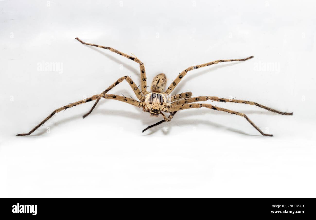 The Huntsman spider - Heteropoda venatoria on a white wall at a village ...