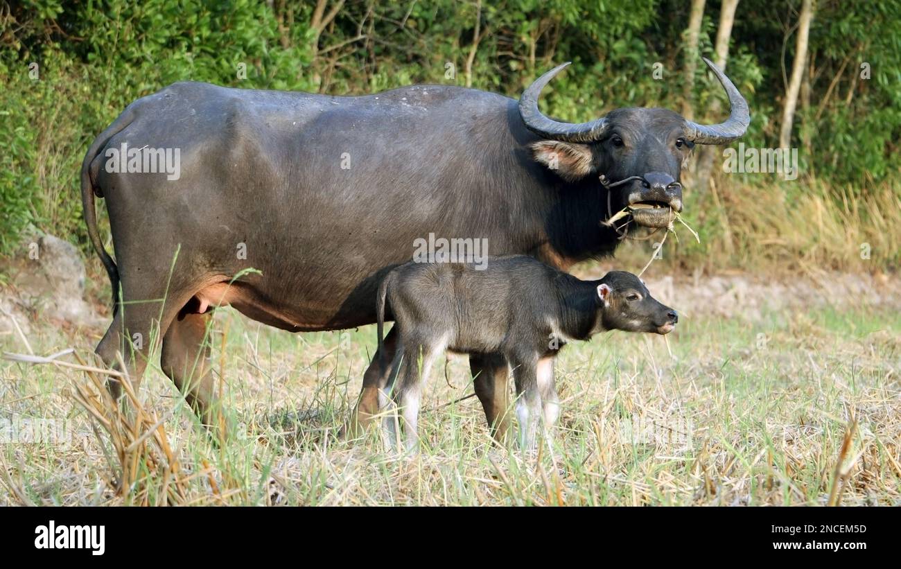 Buffalo Breeding Hi Res Stock Photography And Images Alamy