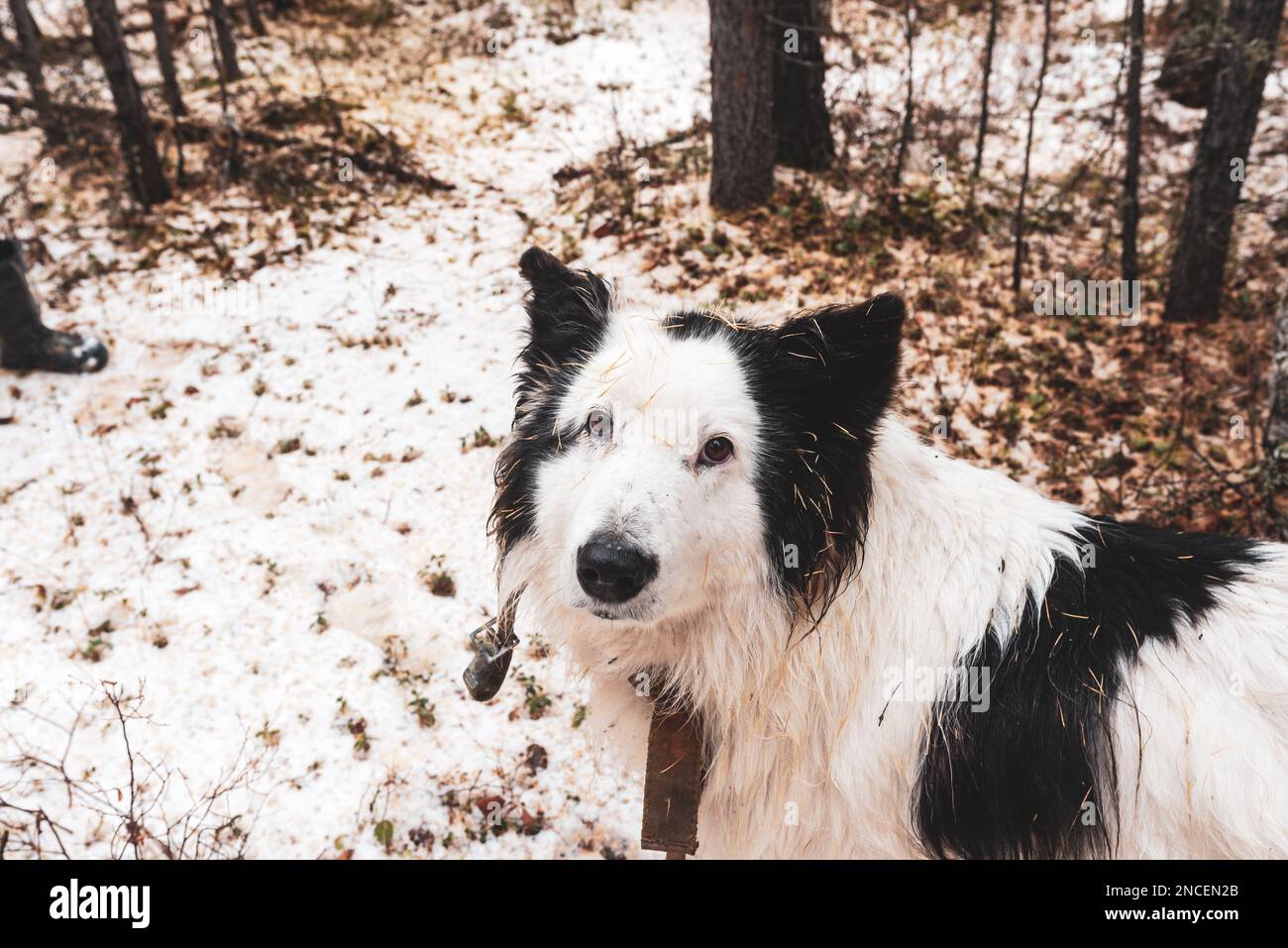 A white dog of the Yakut Laika breed with spruce needles on its face ...