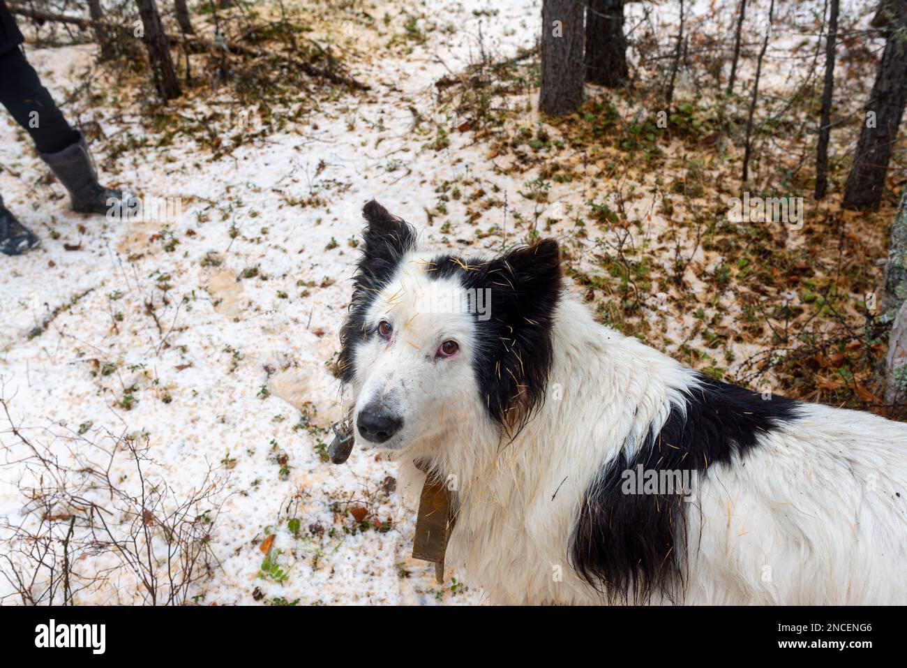 A white dog of the Yakut Laika breed with spruce needles on its face ...