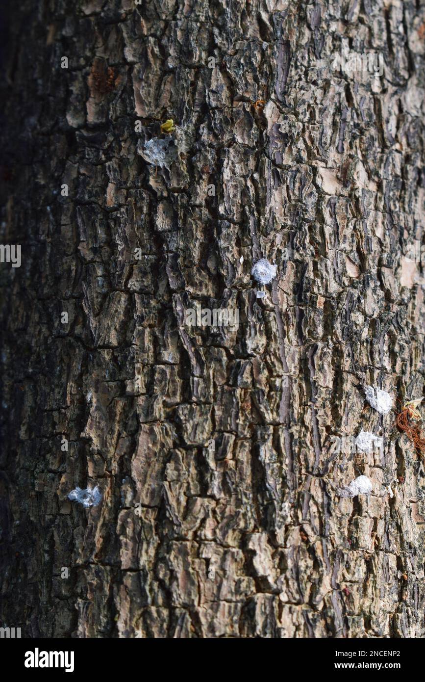 Wood Tree Texture Background Pattern Stock Photo - Alamy