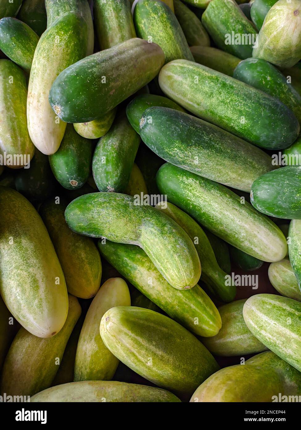 Fresh cucumber on the market. Background pile of cucumbers agriculture ...