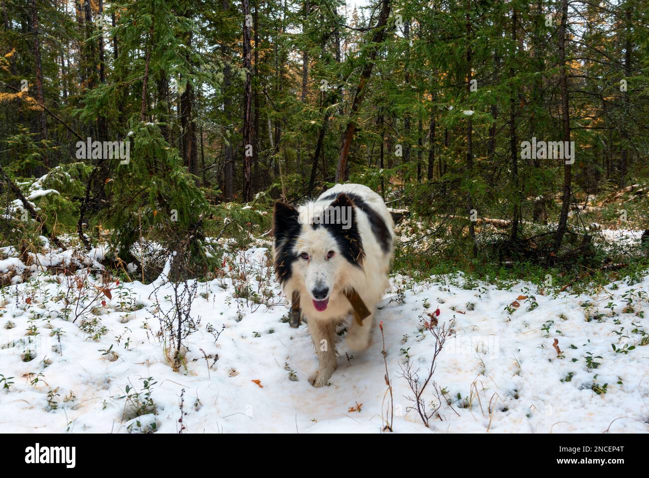 A white dog of the Yakut Laika breed walks through the snow in a forest ...