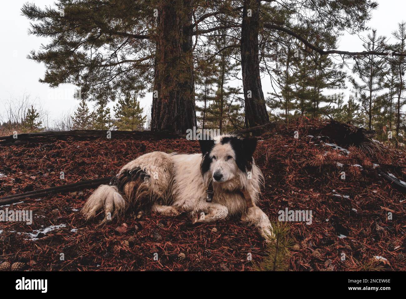 White dog breed Yakutian Laika lies resting under a spruce tree in ...