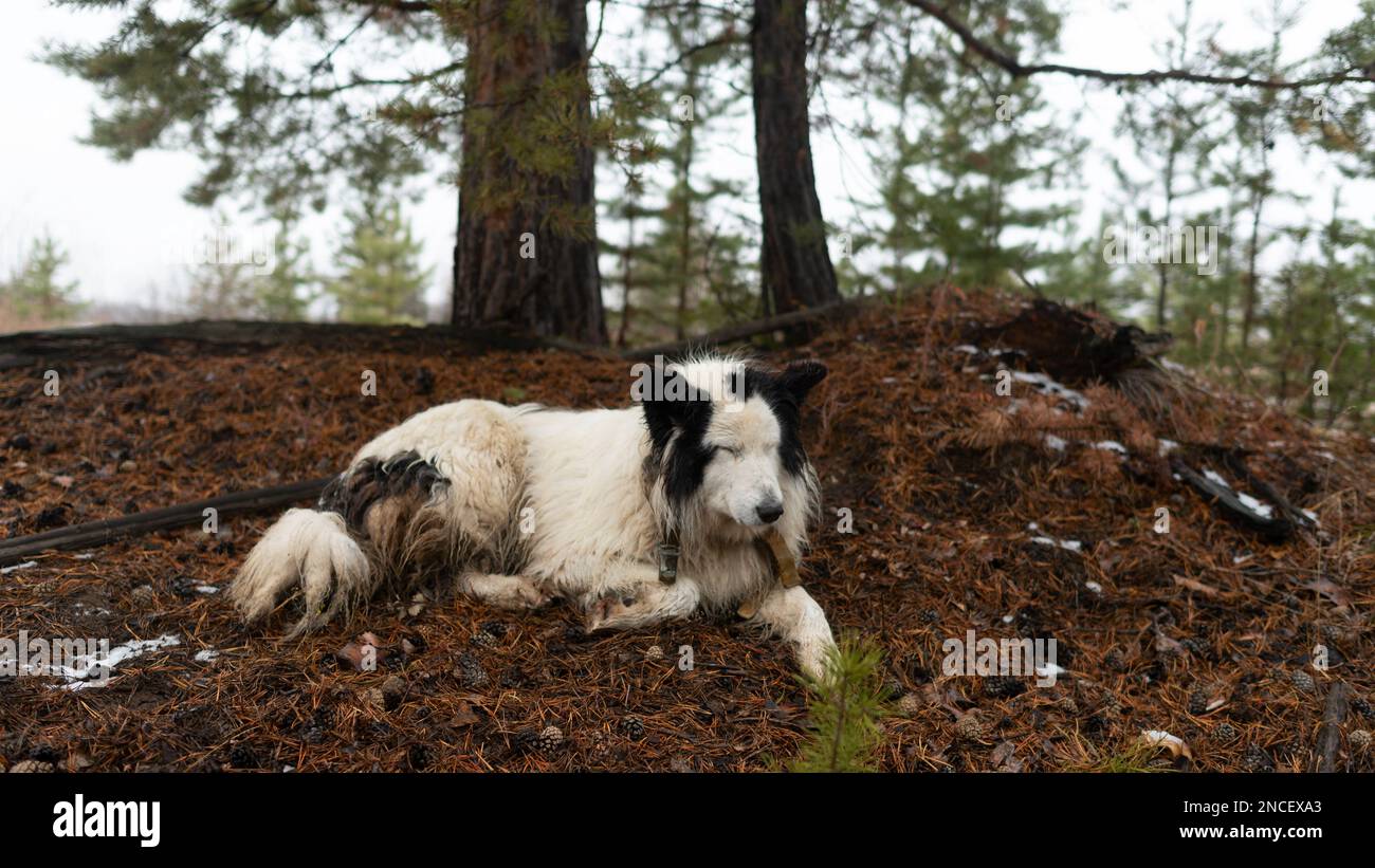 The white dog of the Yakut Laika breed wearily lies resting under a ...
