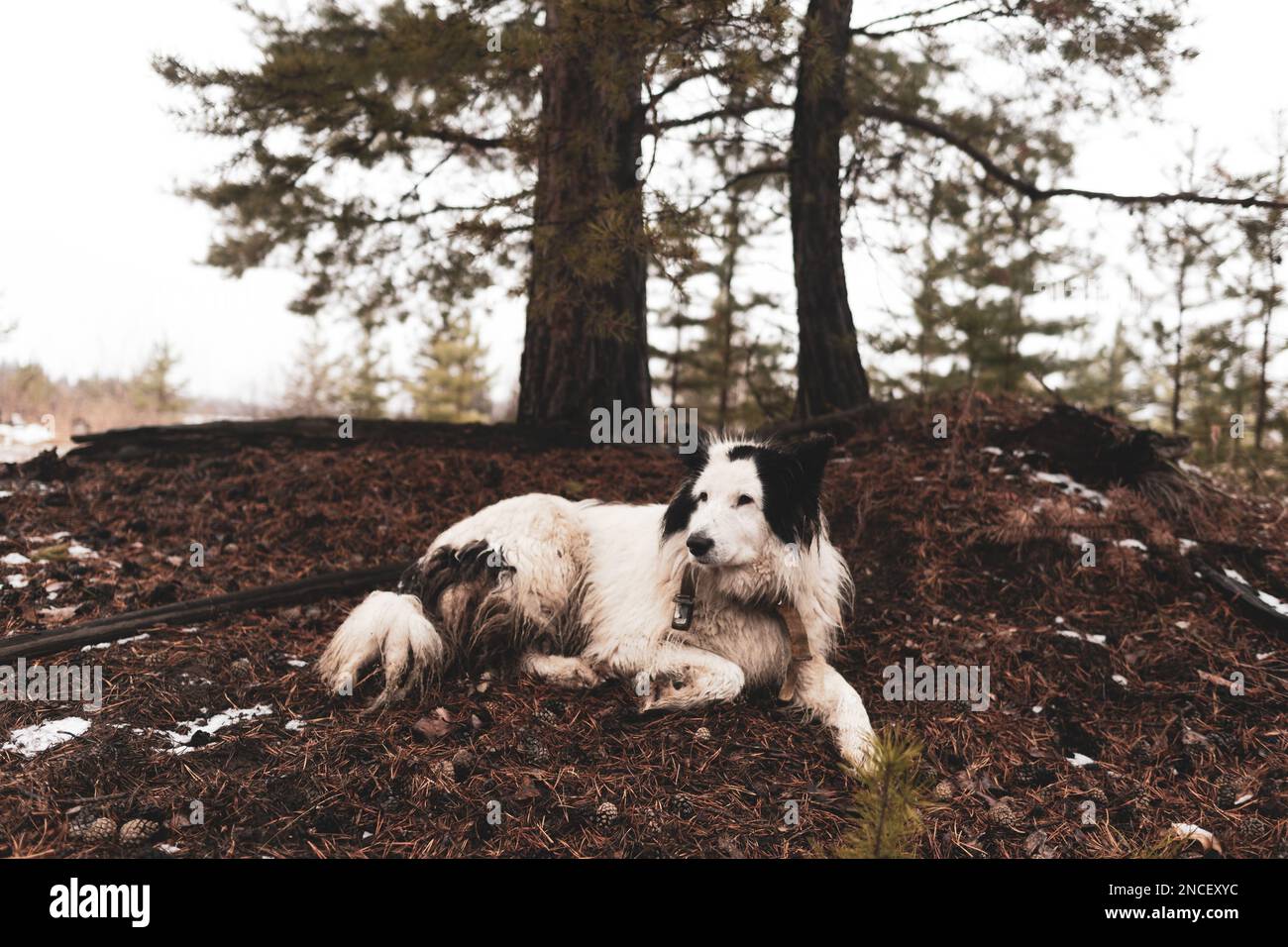 An old white dog of the Yakut Laika breed wearily lies resting under a ...