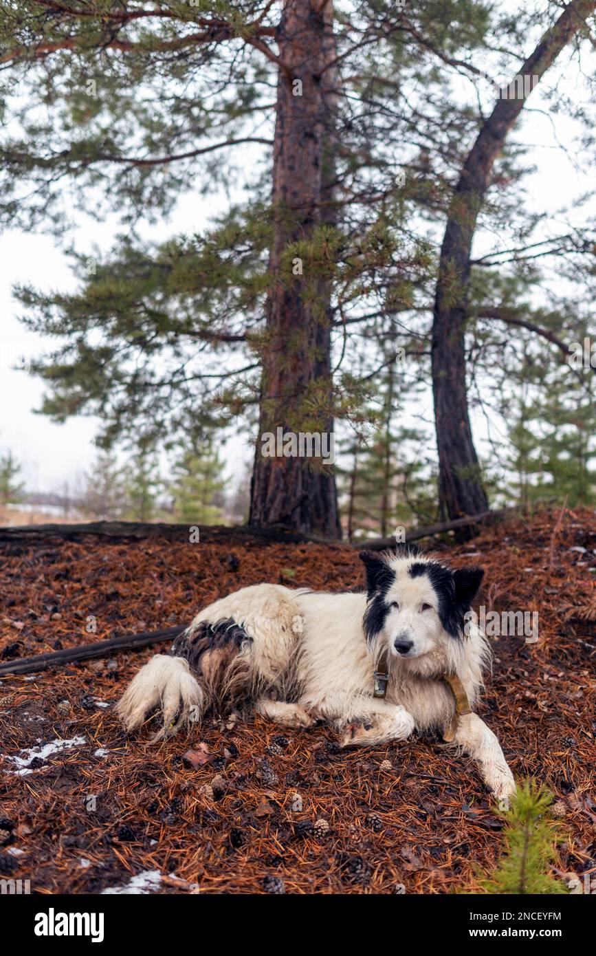 An old white dog of the Yakut Laika breed lies resting under a tree in ...